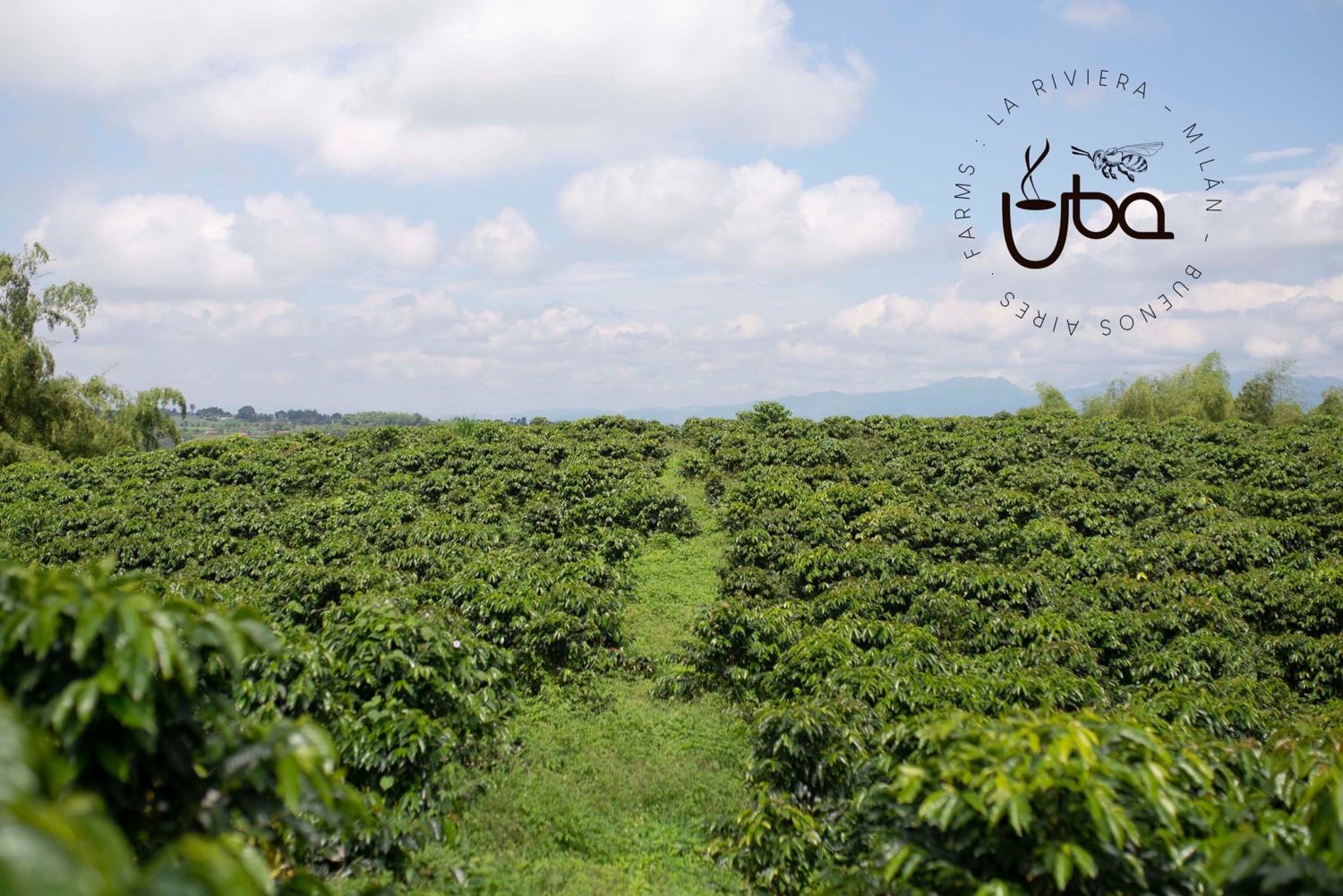 Finca la Riviera [Sidra Bourbon] - Tanat Coffee