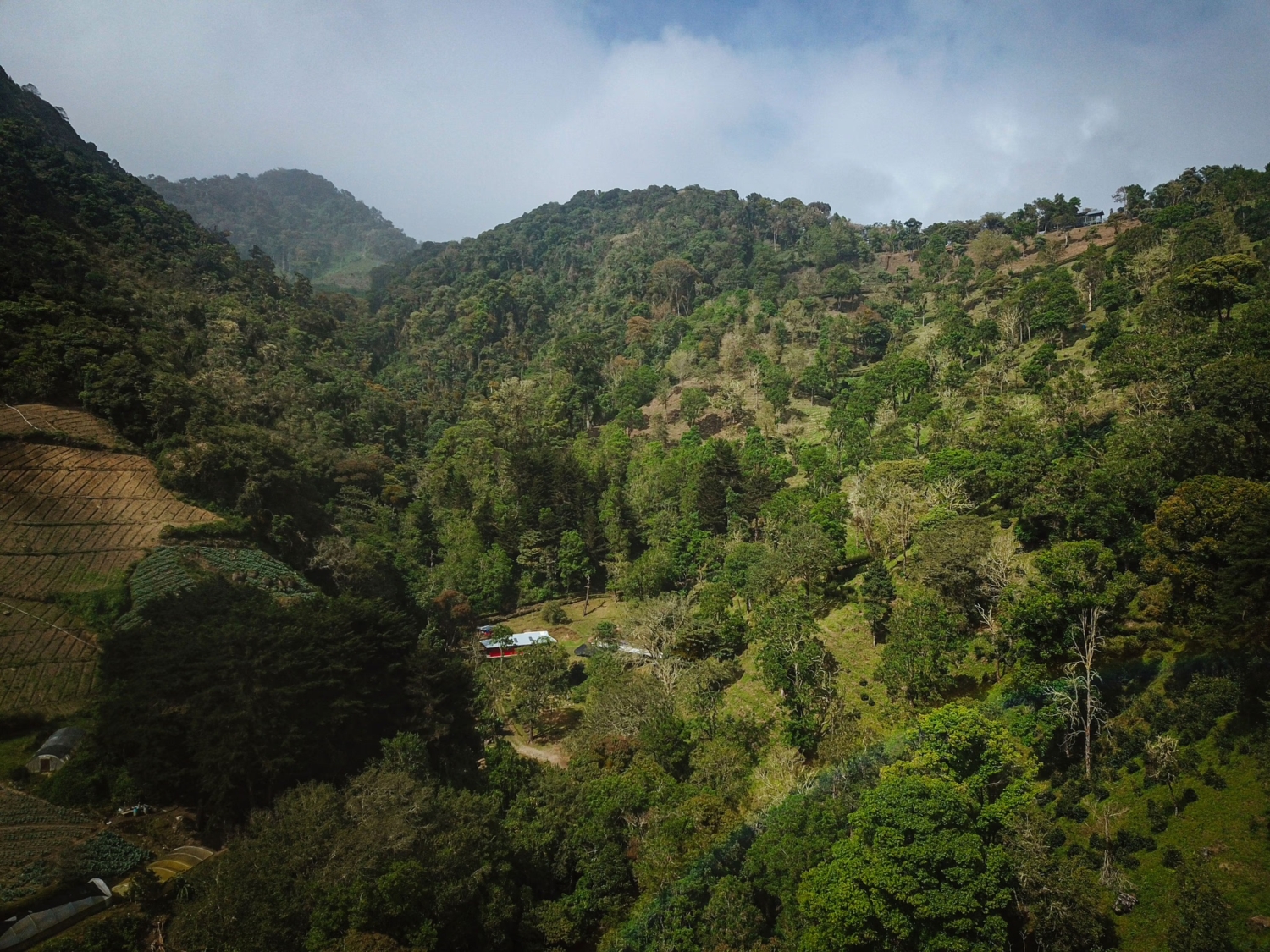 Finca Sophia [GN4 Cypress] - Tanat Coffee